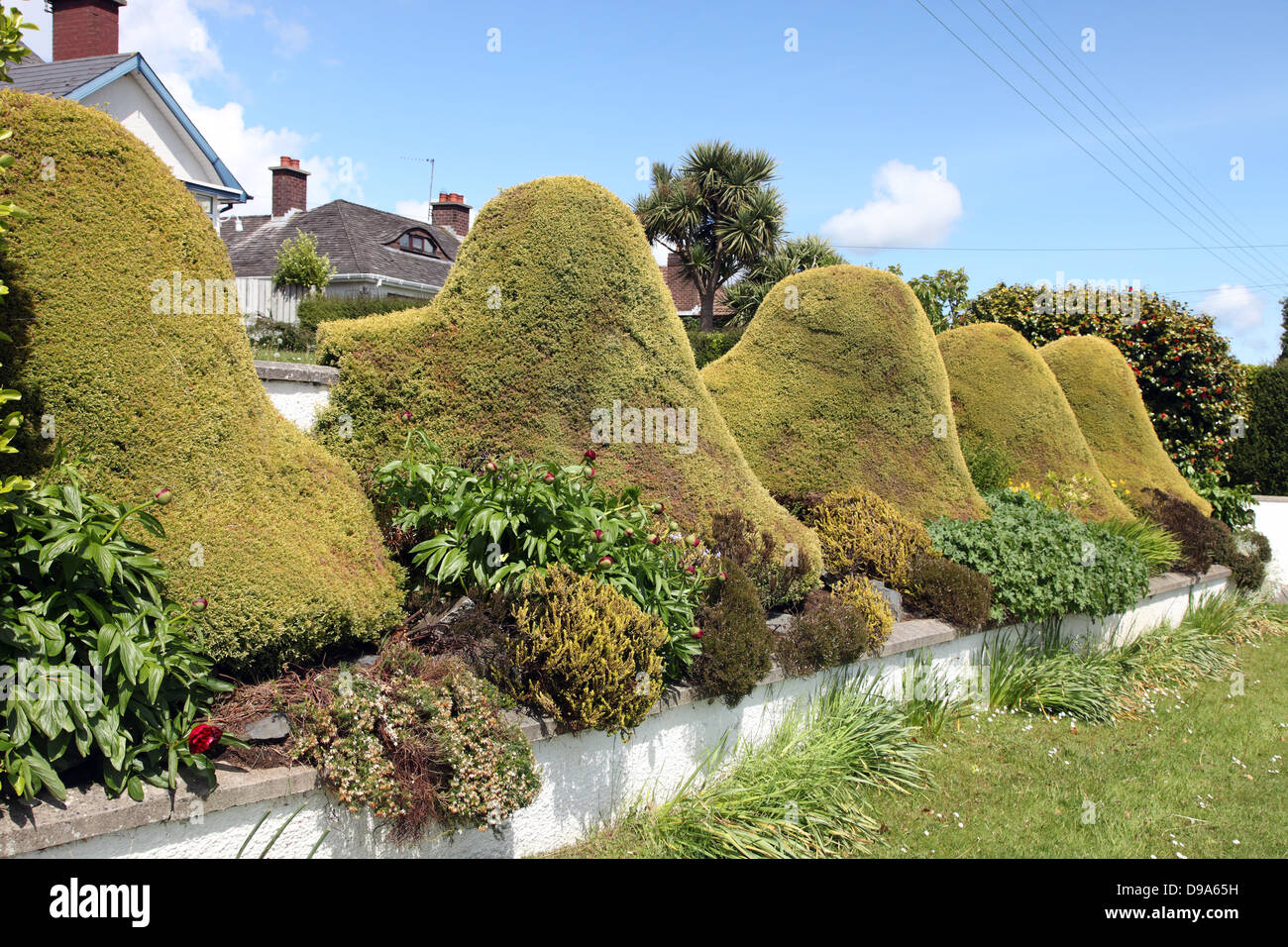 Conifer topiary in a Northern Ireland garden Stock Photo - Alamy