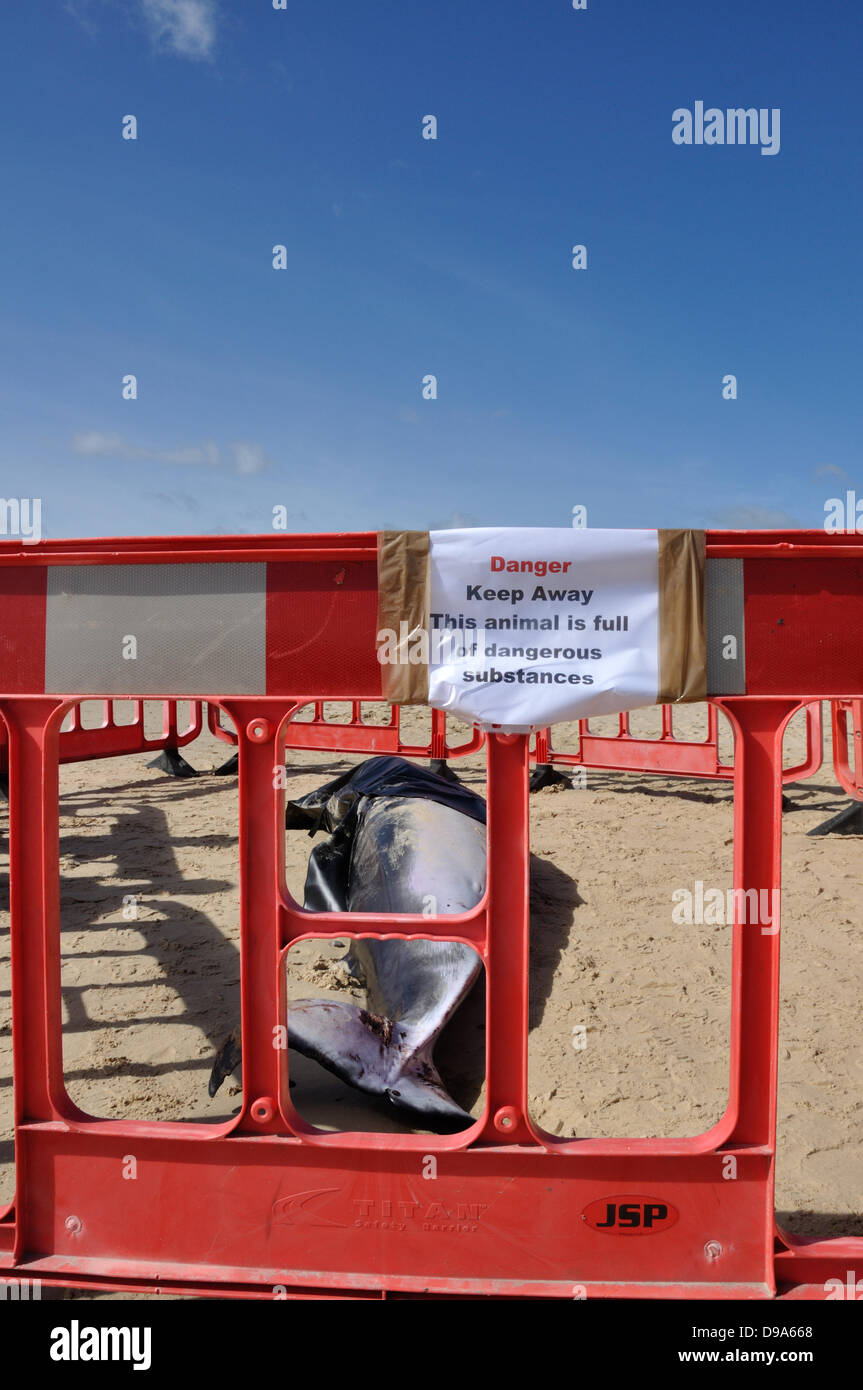 Dead Minke whale calf on Gorleston beach Stock Photo - Alamy Dead Minke whale calf on Gorleston beach Stock Photo - Alamy