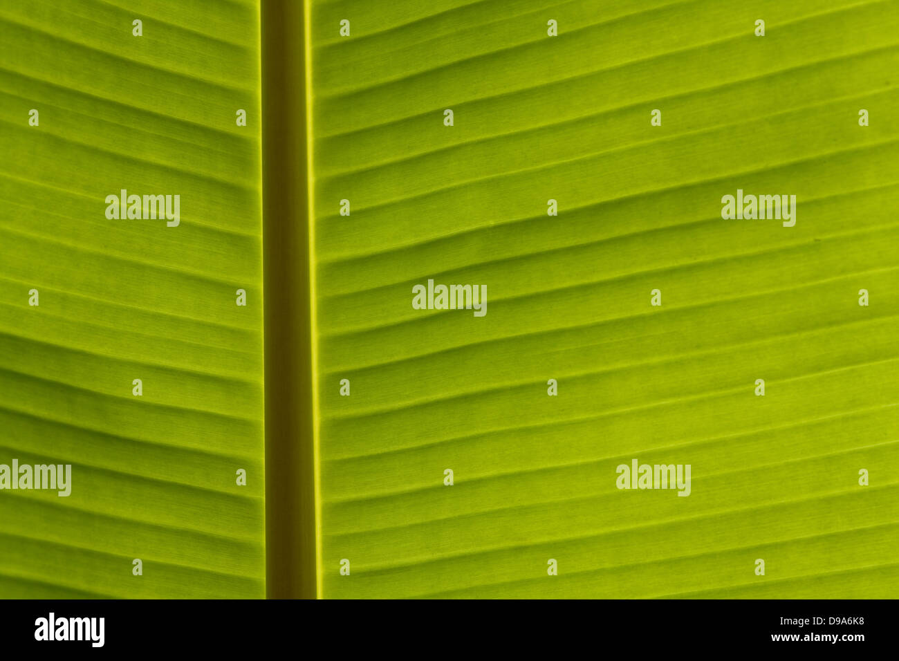 Asia, India, Karnataka, Sravanabelagola, banana leaf, close-up Stock ...