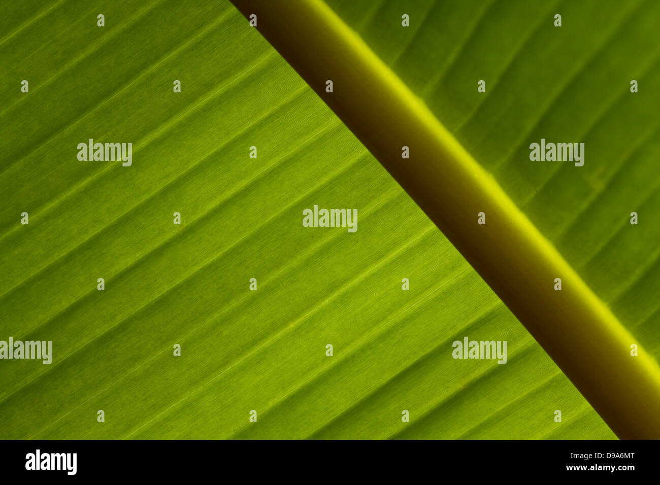 Asia, India, Karnataka, Sravanabelagola, banana leaf, close-up Stock ...