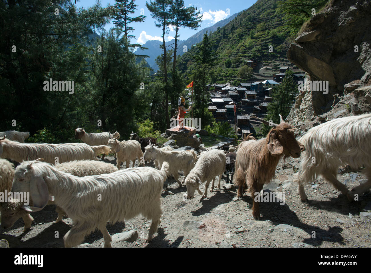 Village sheep india hi-res stock photography and images - Alamy