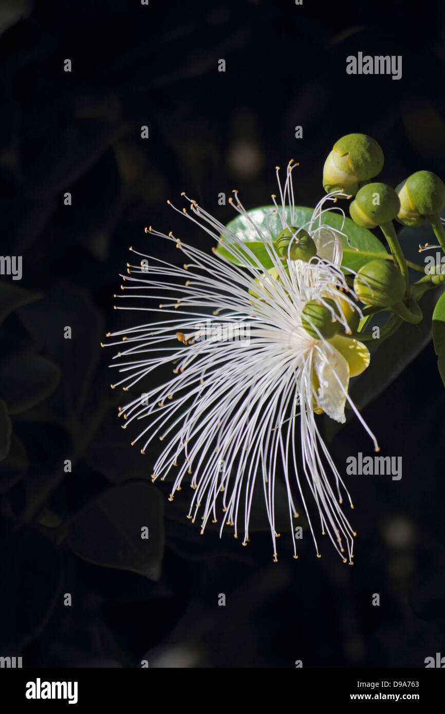 Hemispheric Rose-Apple, Syzygium hemisphericum Stock Photo - Alamy