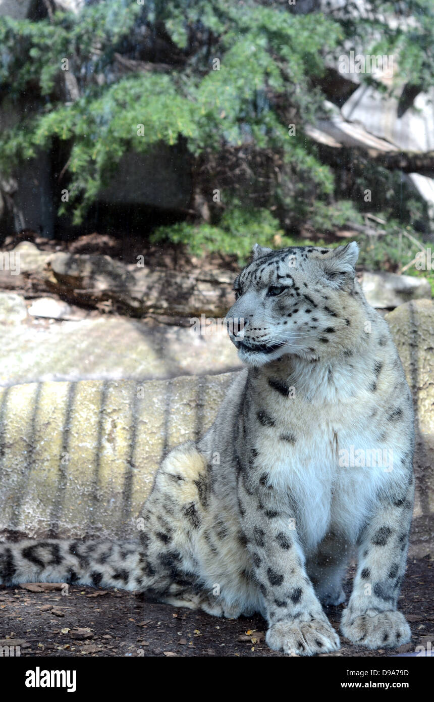 Savage leopard hi-res stock photography and images - Alamy