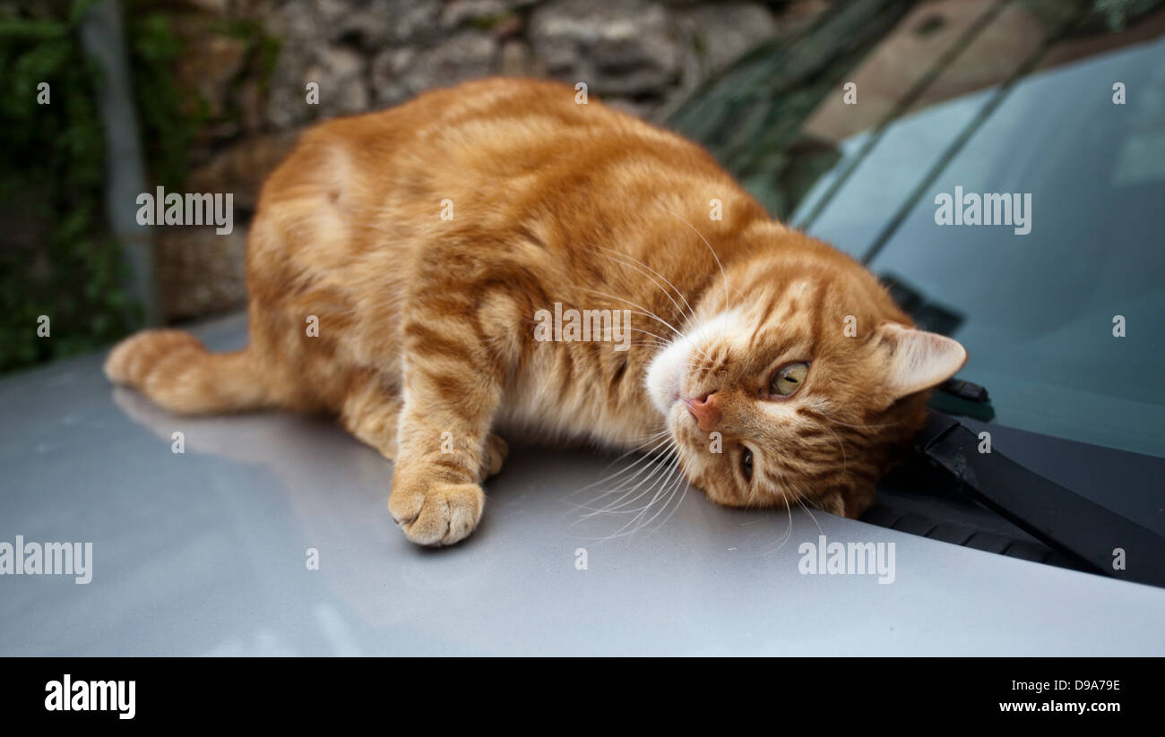 A Domestic cat in Sicily Stock Photo - Alamy