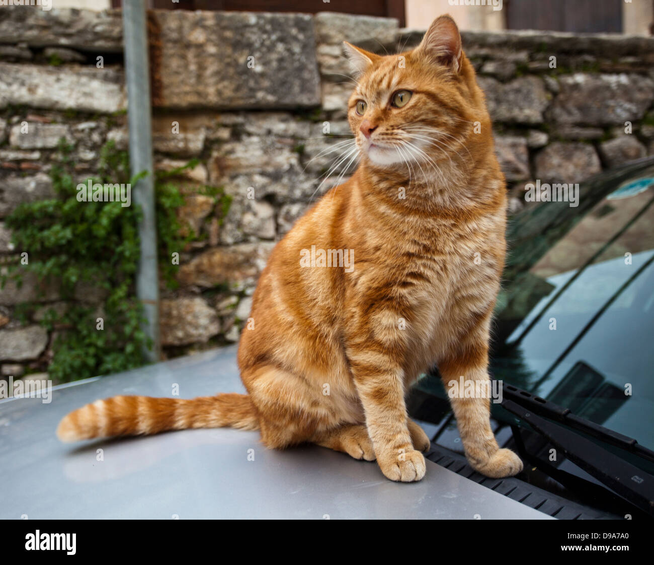A Domestic cat in Sicily Stock Photo - Alamy