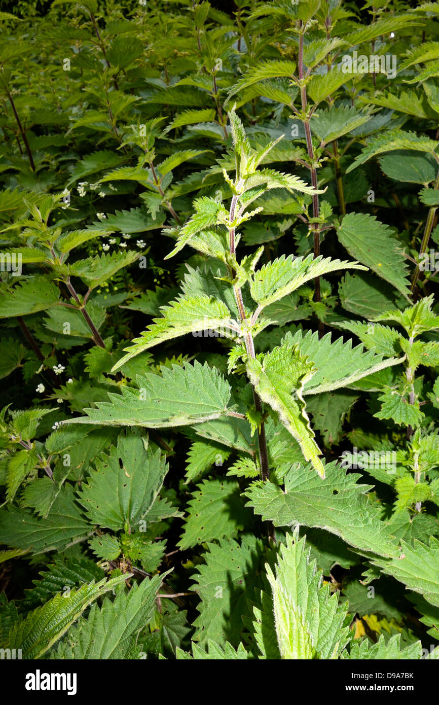 Stinging nettle patch Urtica dioica Stock Photo - Alamy