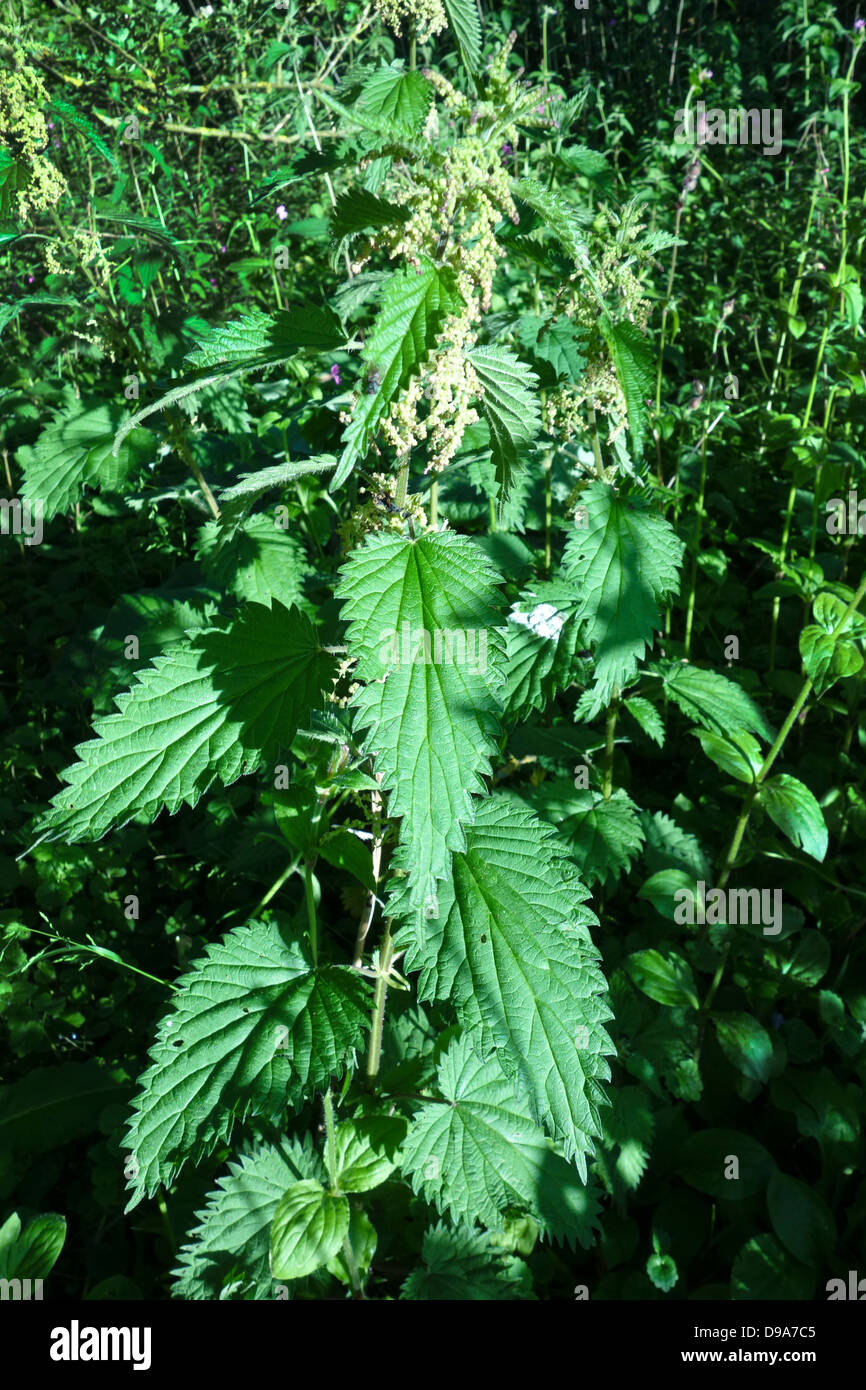 Stinging nettle patch Urtica dioica Stock Photo - Alamy