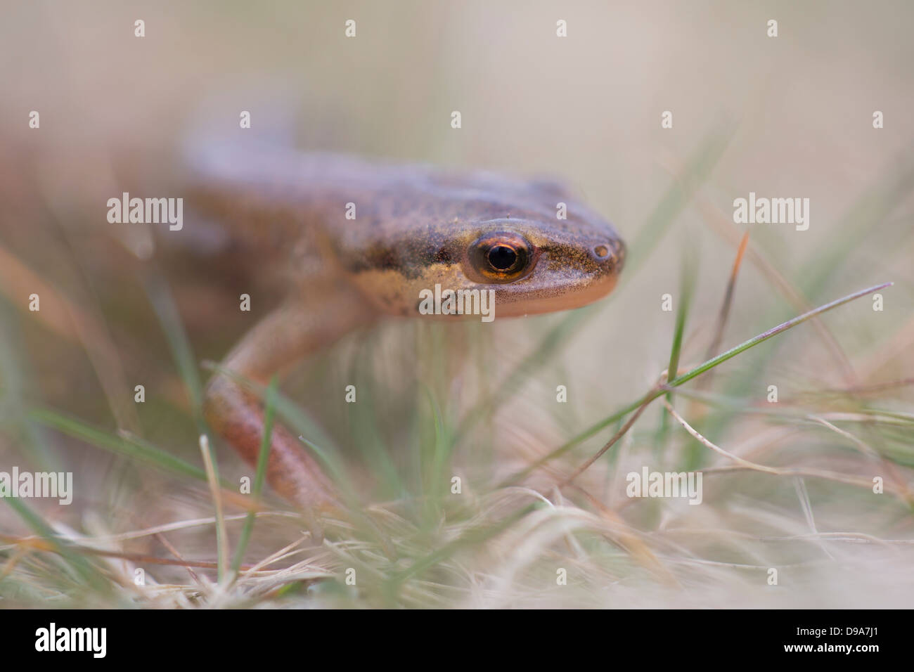 Common newt grass hi-res stock photography and images - Alamy