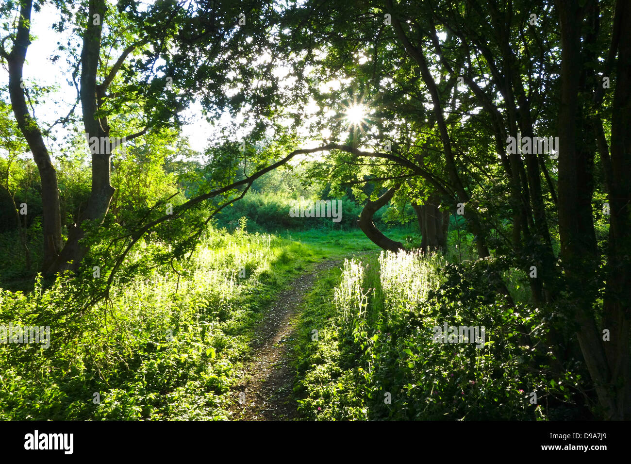 Woodland path hi-res stock photography and images - Alamy