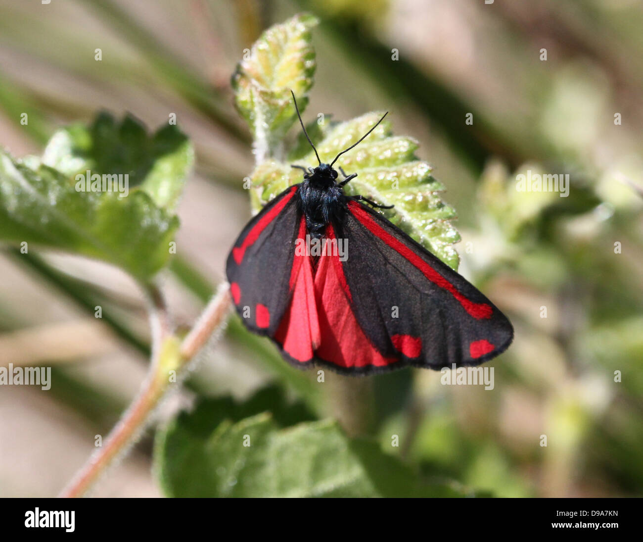 Detailed macro of a Cinnabar Moth (Tyria jacobaeae) with wings spread ...