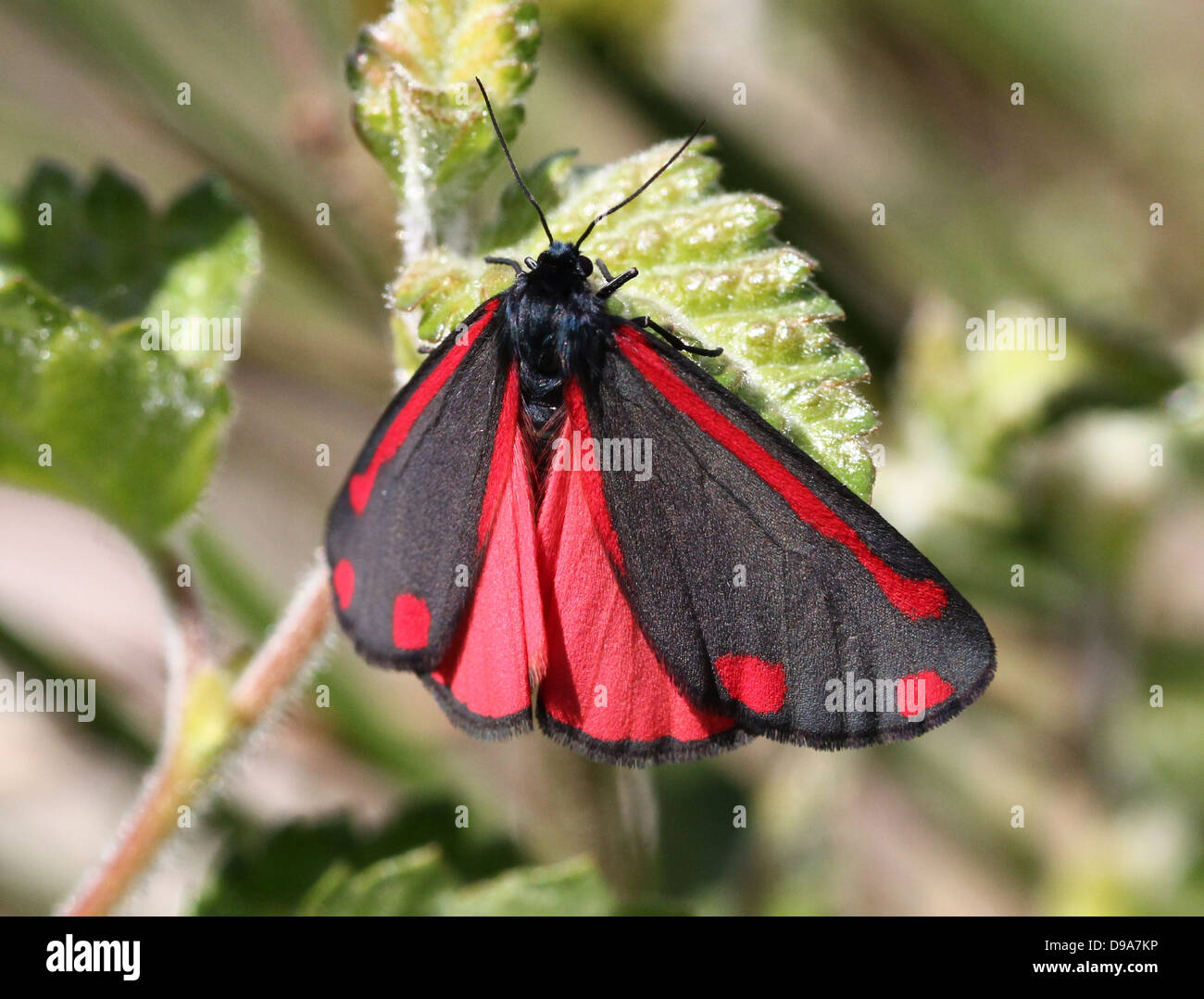 Detailed macro of a Cinnabar Moth (Tyria jacobaeae) with wings spread ...