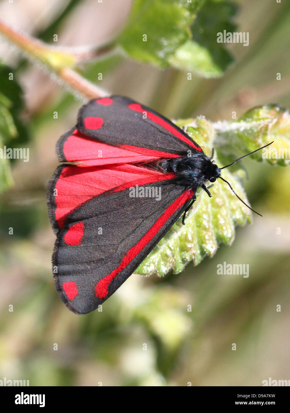 Detailed macro of a Cinnabar Moth (Tyria jacobaeae) with wings spread ...