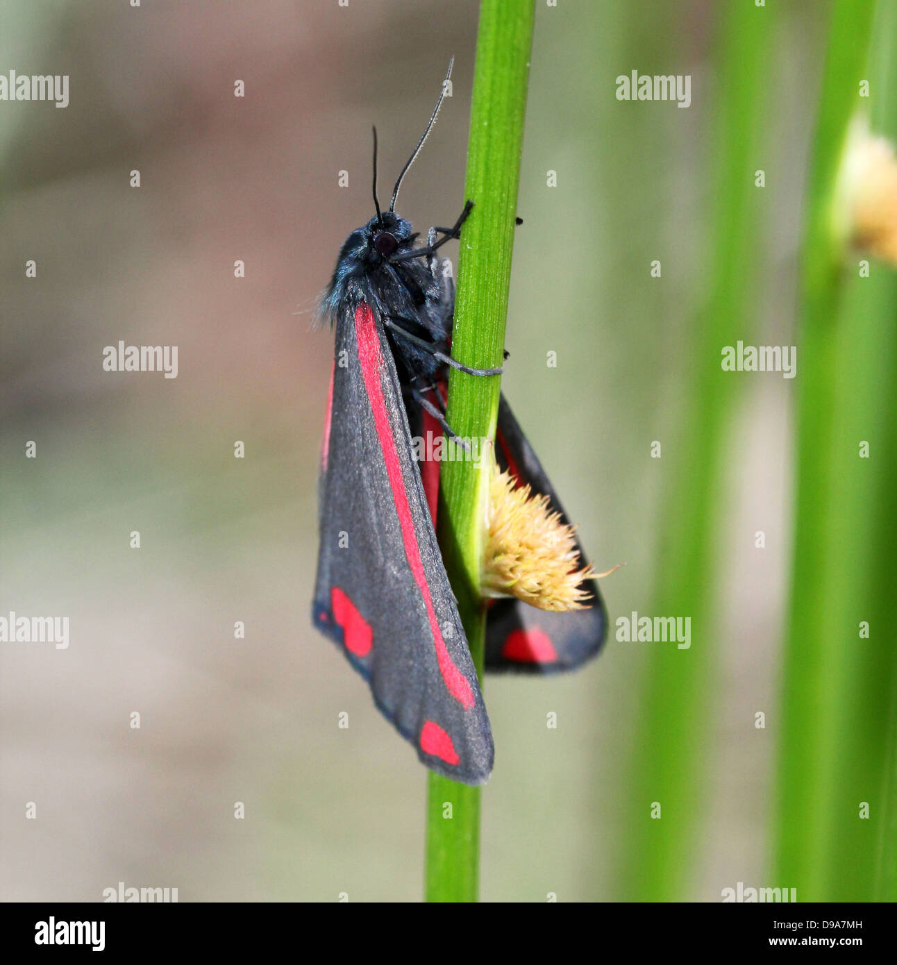 Detailed macro of a Cinnabar Moth (Tyria jacobaeae) with wings closed ...