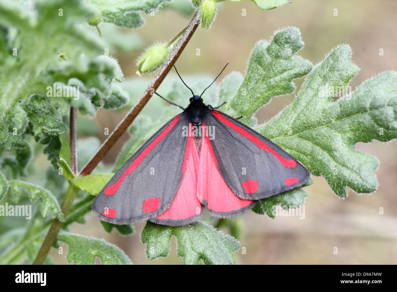 Detailed macro of a Cinnabar Moth (Tyria jacobaeae) with wings spread ...