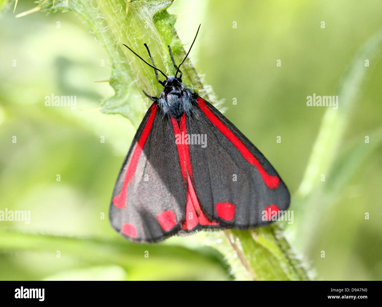 Cinnabar moth hi-res stock photography and images - Alamy
