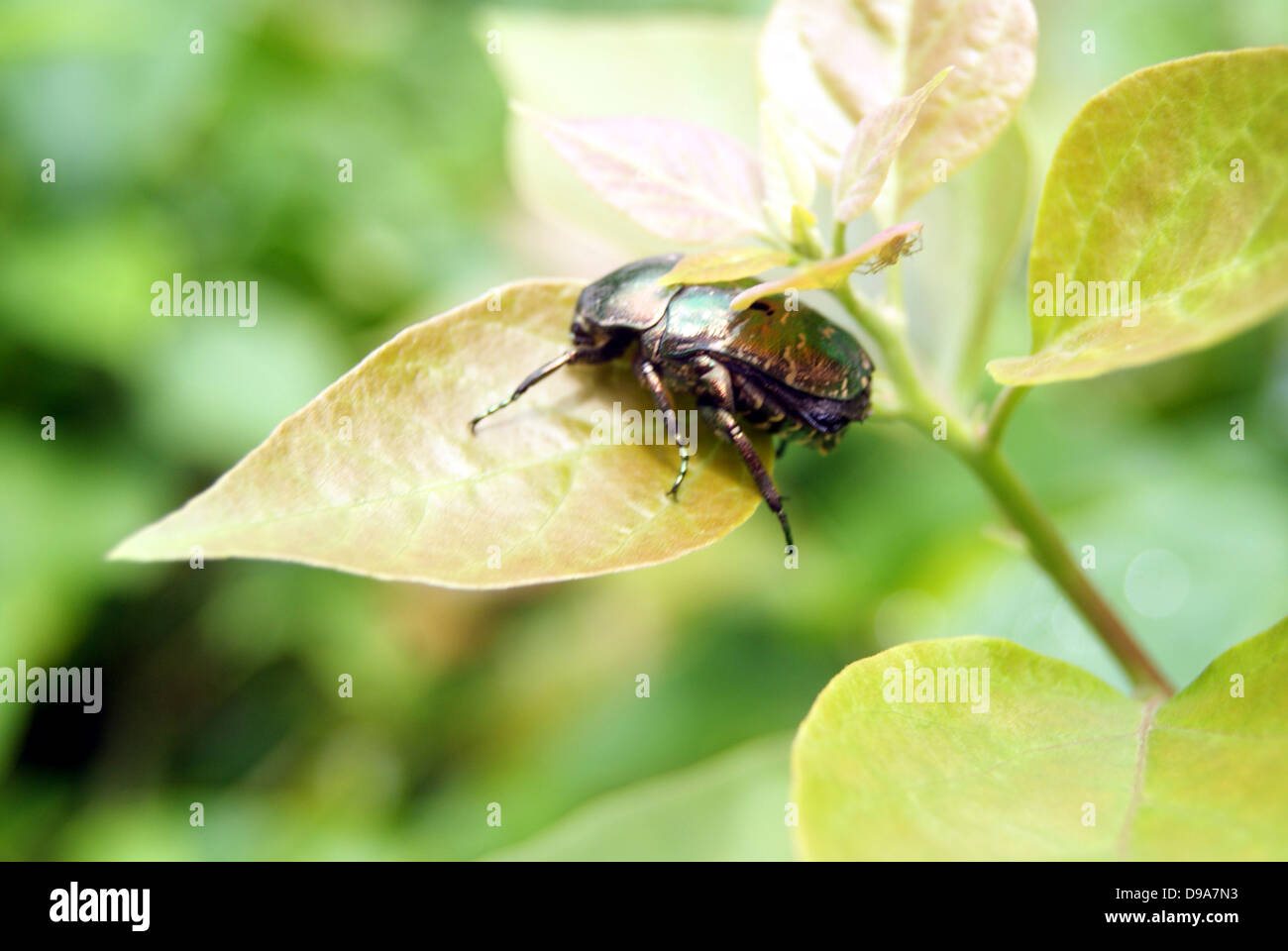 A black scale insects on the green leaves Stock Photo - Alamy