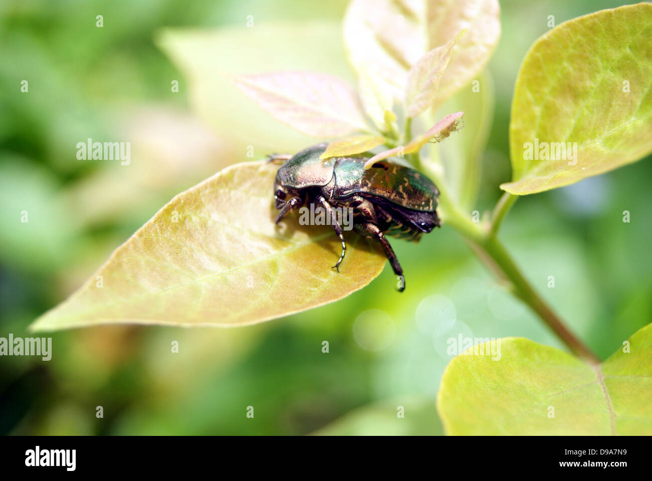 A black scale insects on the green leaves Stock Photo - Alamy