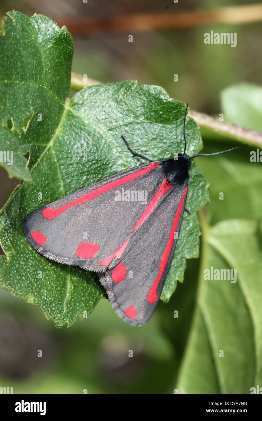 Detailed macro of a Cinnabar Moth (Tyria jacobaeae) with wings closed ...
