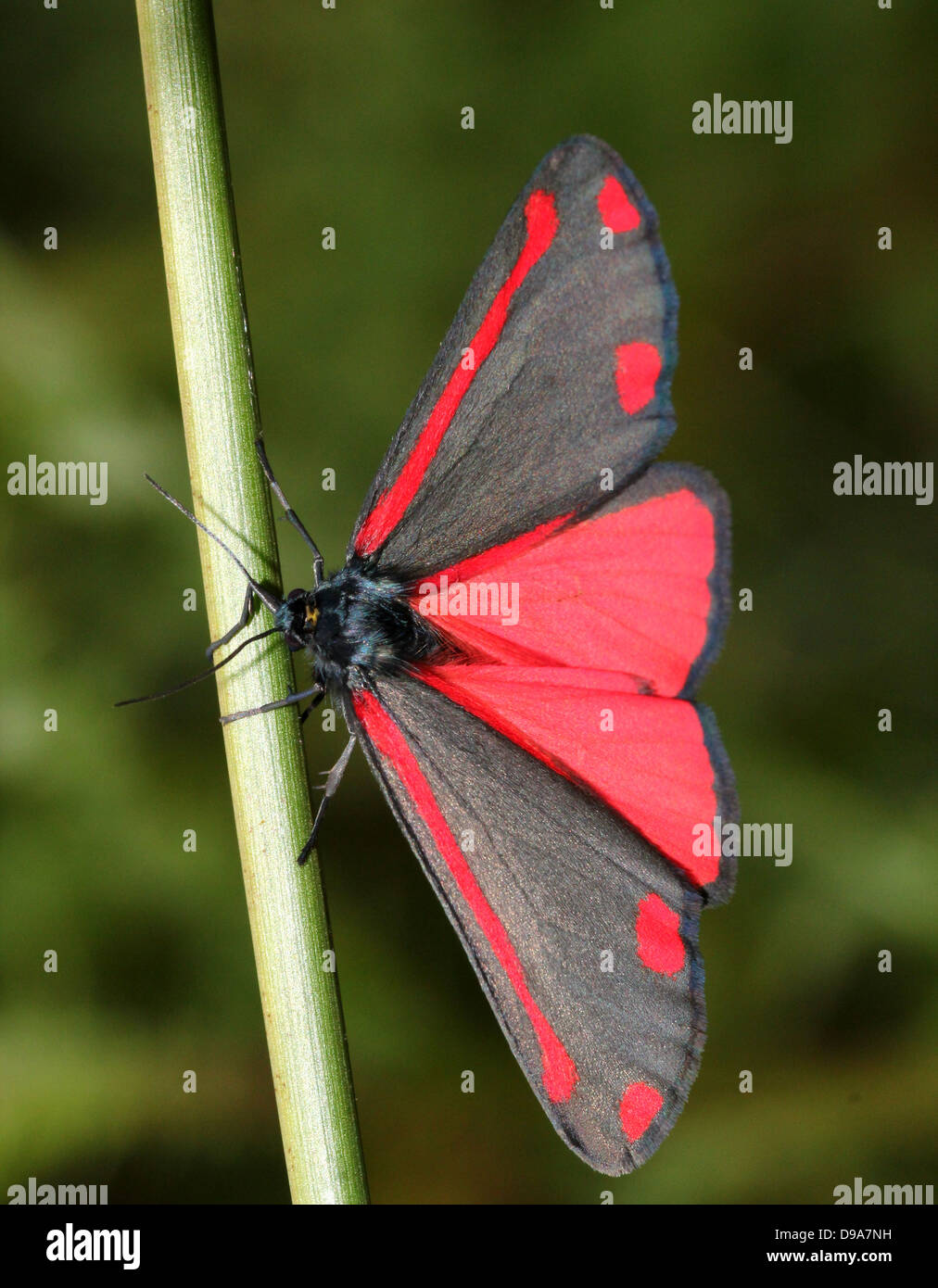 Detailed macro cinnabar moth tyria hi-res stock photography and images ...