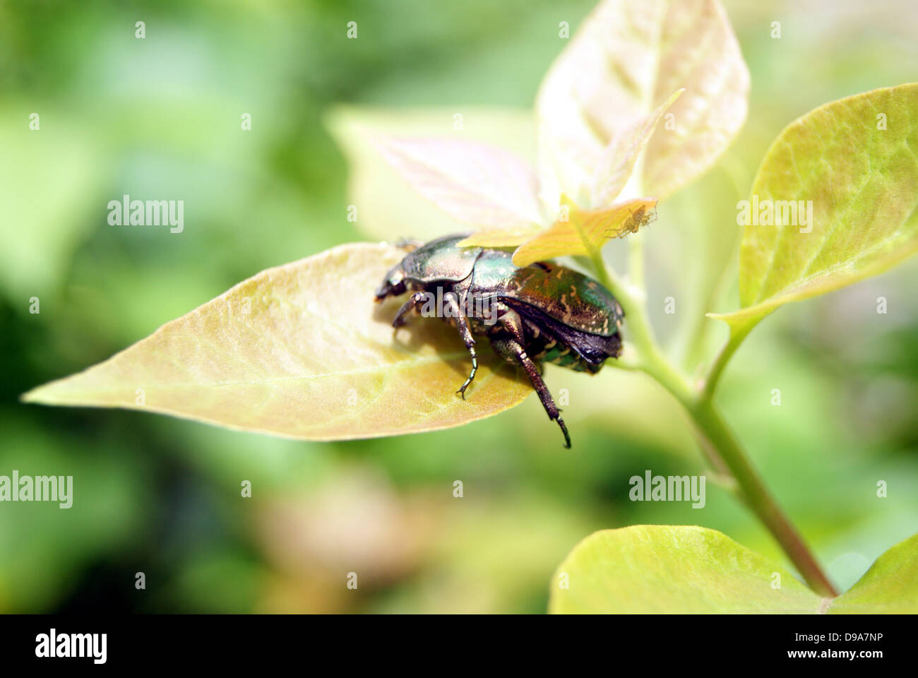A black scale insects on the green leaves Stock Photo - Alamy