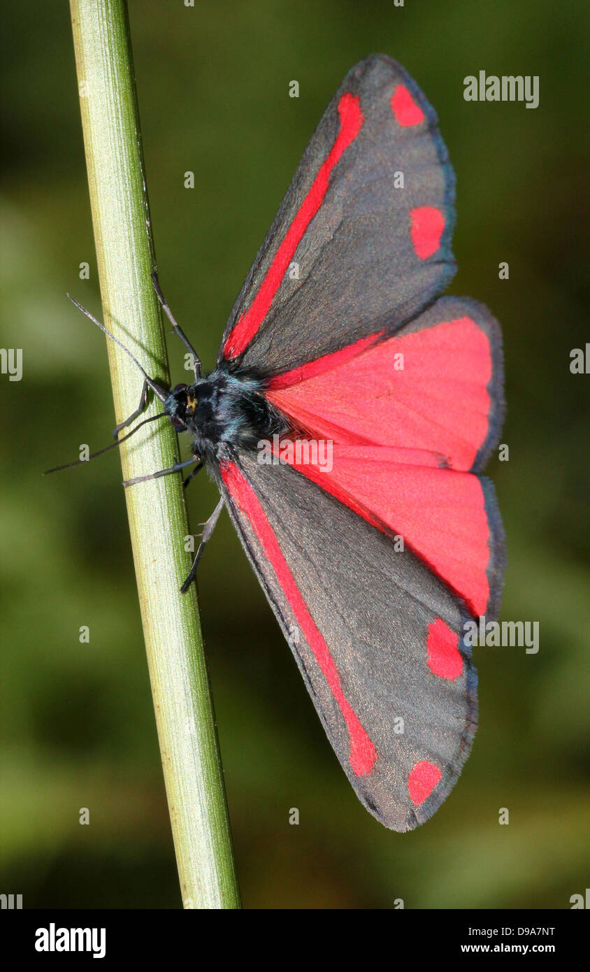 Detailed macro of a Cinnabar Moth (Tyria jacobaeae) with wings spread ...