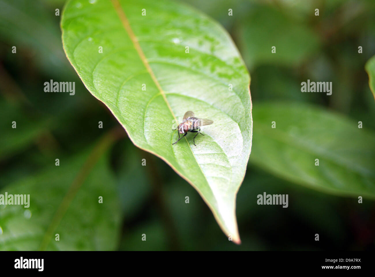 On a fly, and on the leaves, very quiet Stock Photo - Alamy