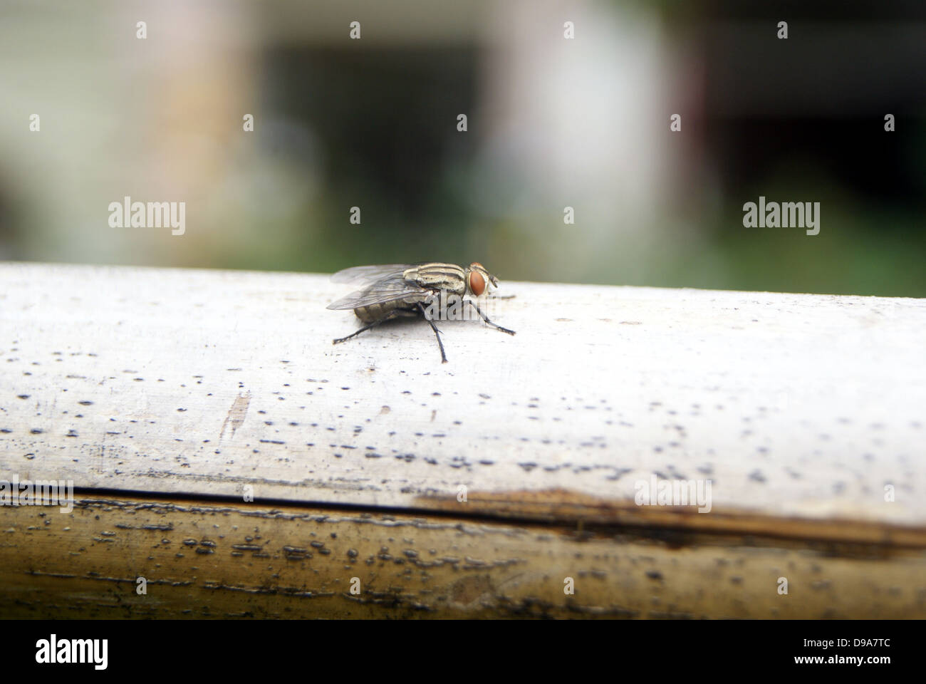 A fly lying on a bamboo pole, very quiet Stock Photo - Alamy