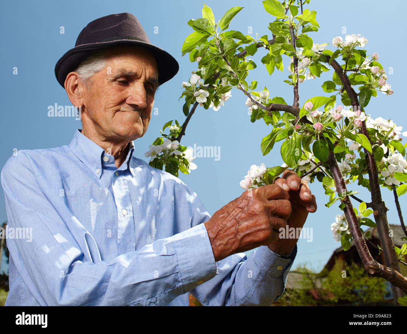 Baby apple tree hi-res stock photography and images - Alamy