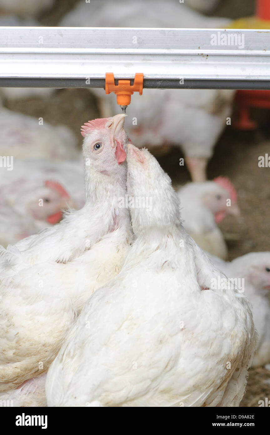 Chickens feeding from a feeding nipple in a chicken coop Photographed ...