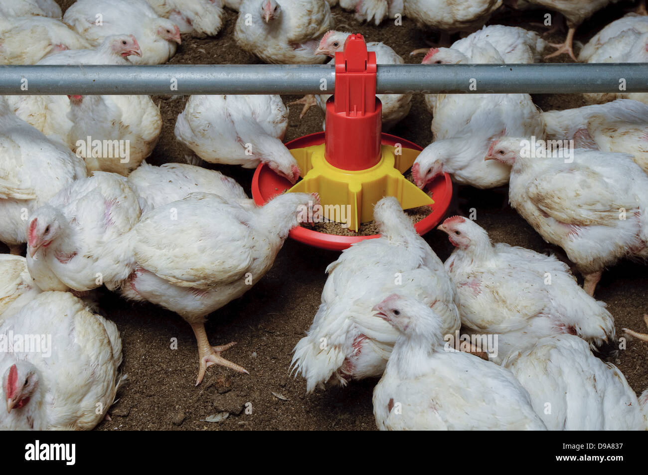 Chicken feed hi-res stock photography and images - Alamy