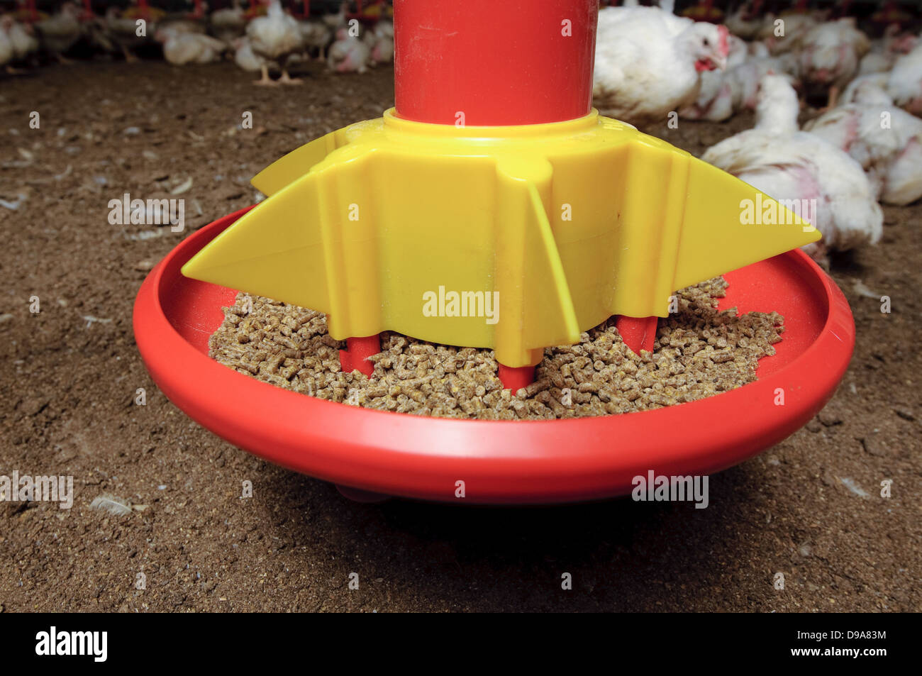 Chickens eating from a feeding trough in a chicken coop Photographed in ...