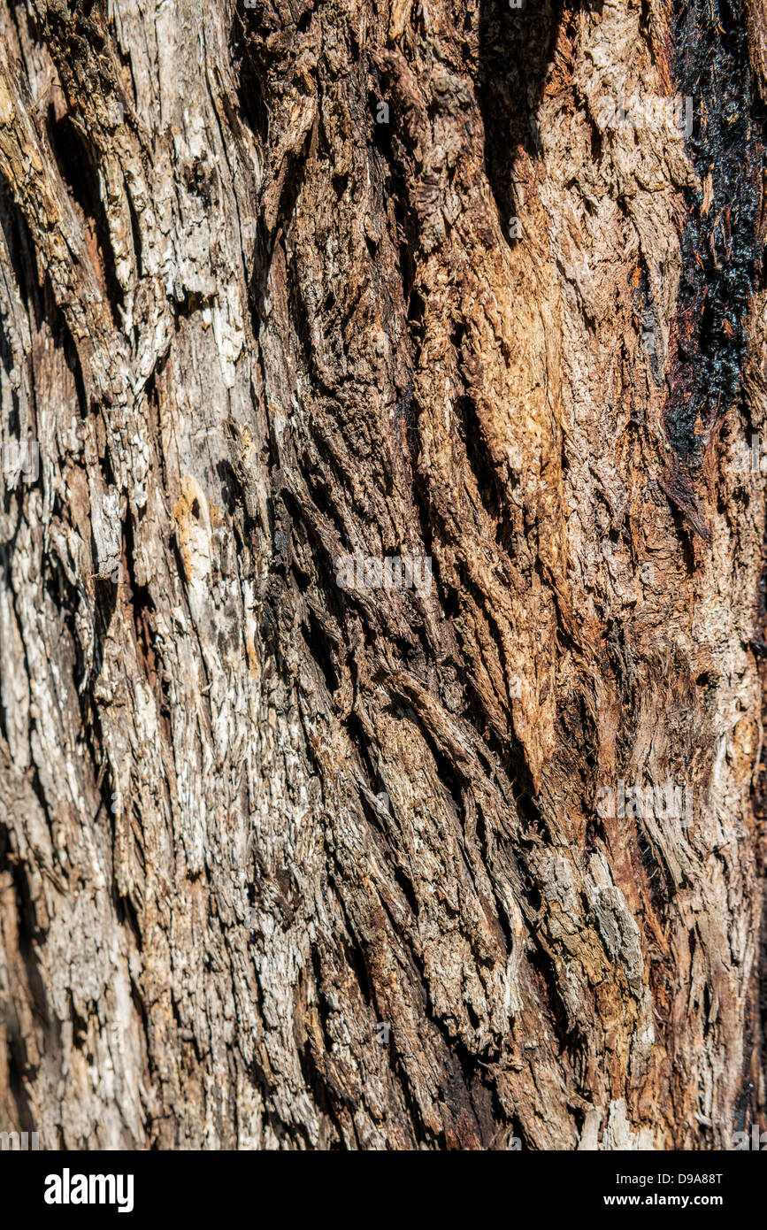 Full frame high resolution close ups of tree bark for backgrounds and ...