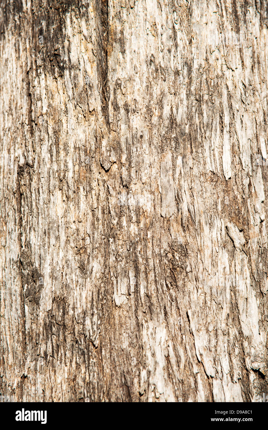 High resolution forest texture hi-res stock photography and images - Alamy