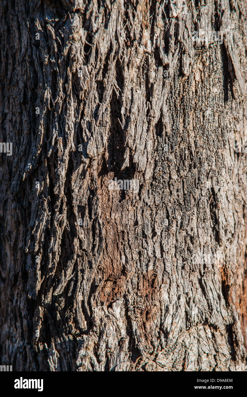 Full frame high resolution close ups of tree bark for backgrounds and ...