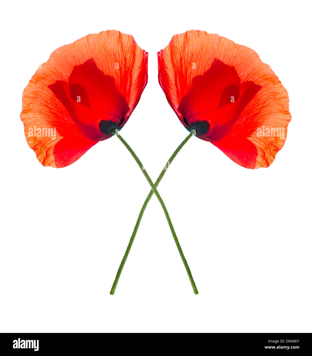 Poppies isolated hi-res stock photography and images - Alamy