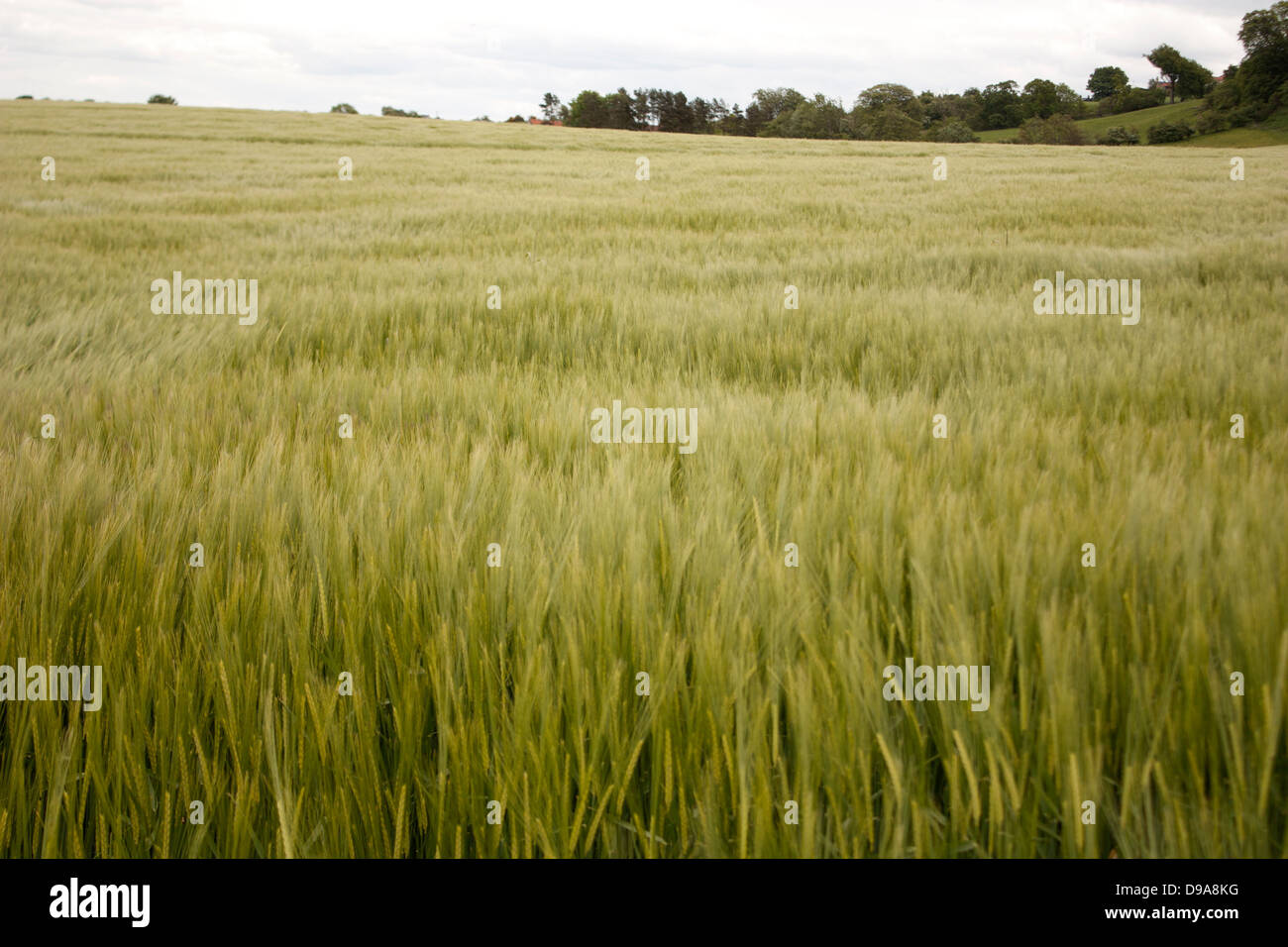 Field In Scotland Stock Photo - Alamy