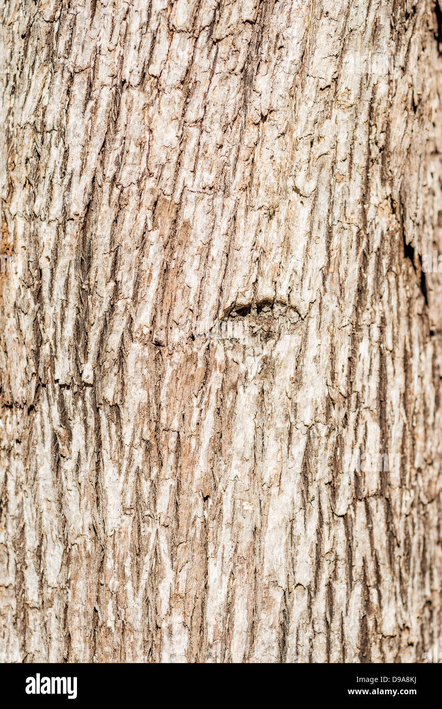 Full frame high resolution close ups of tree bark for backgrounds and ...