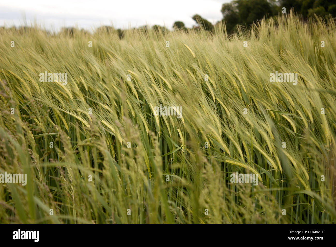 Grass In A Field In Scotland Stock Photo - Alamy