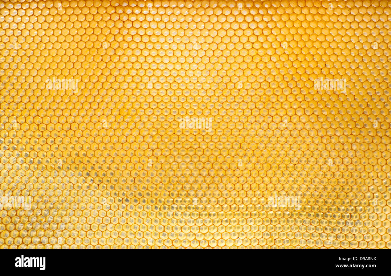 Real Beehive Without Bees