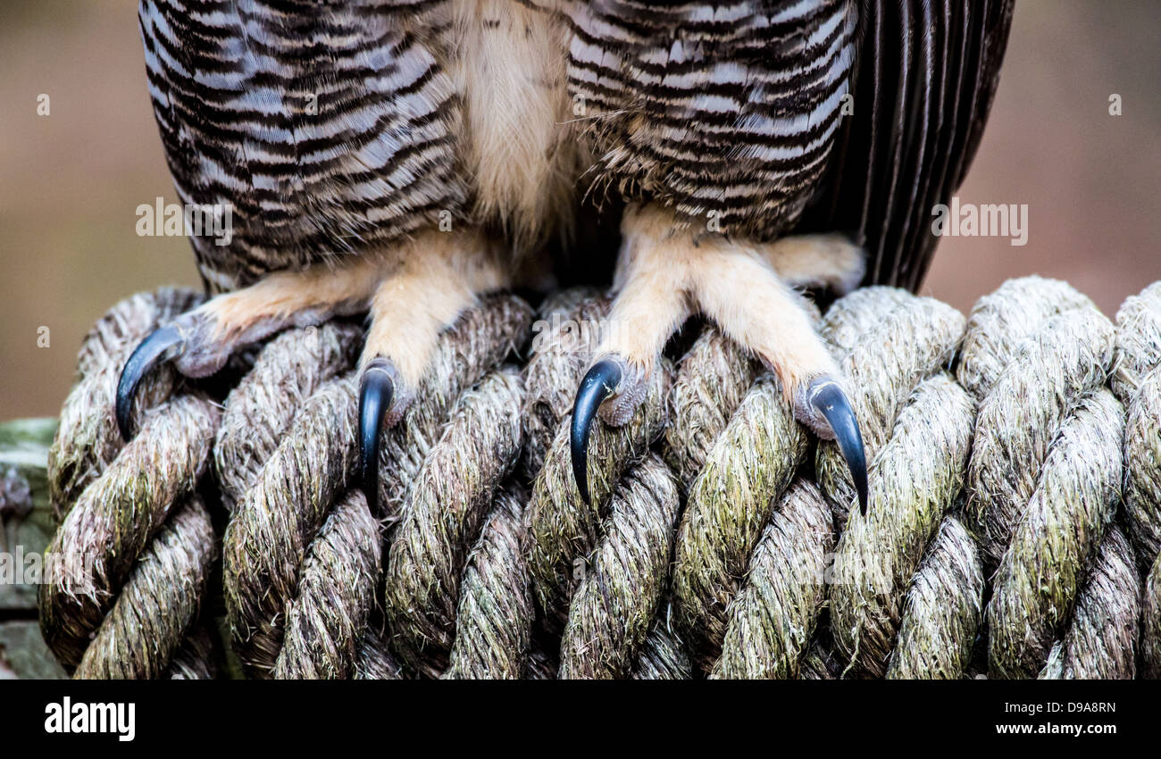 The Talons of a Great Horned Owl as it stands on a braided rope Stock ...