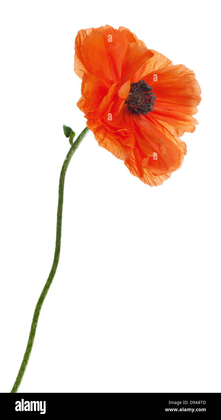 Single poppy isolated on white background. Closeup Stock Photo - Alamy