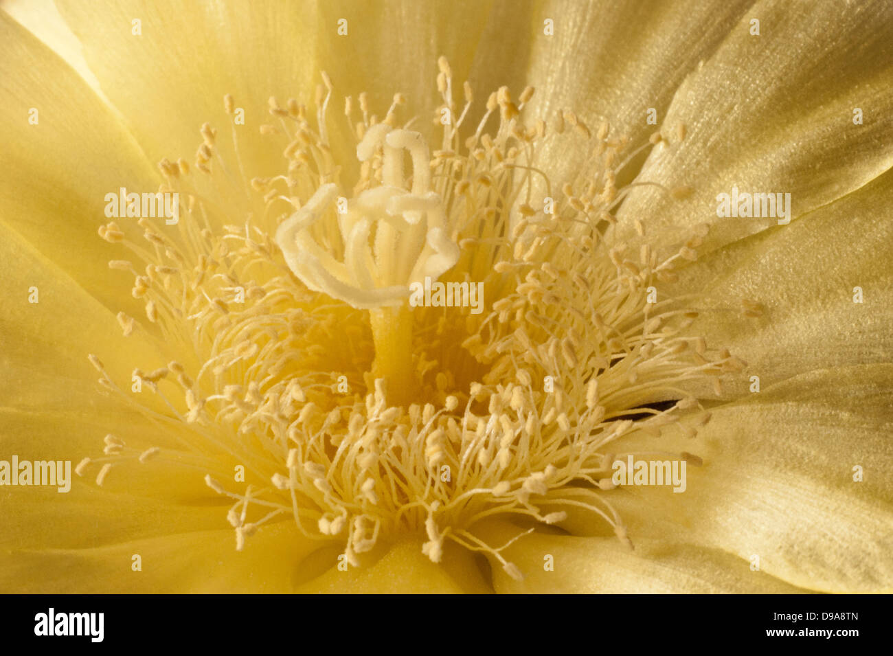 Yellow cactus flower heart in close up with capsule and pistil Stock ...