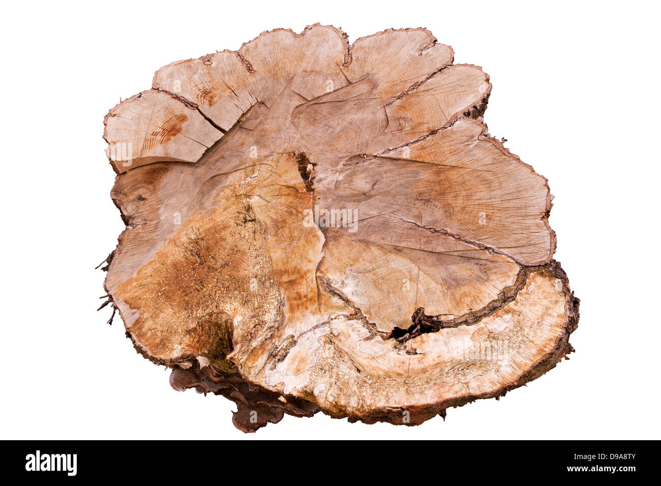 Huge cut tree trunk giving a nice view of the inner texture, isolated ...
