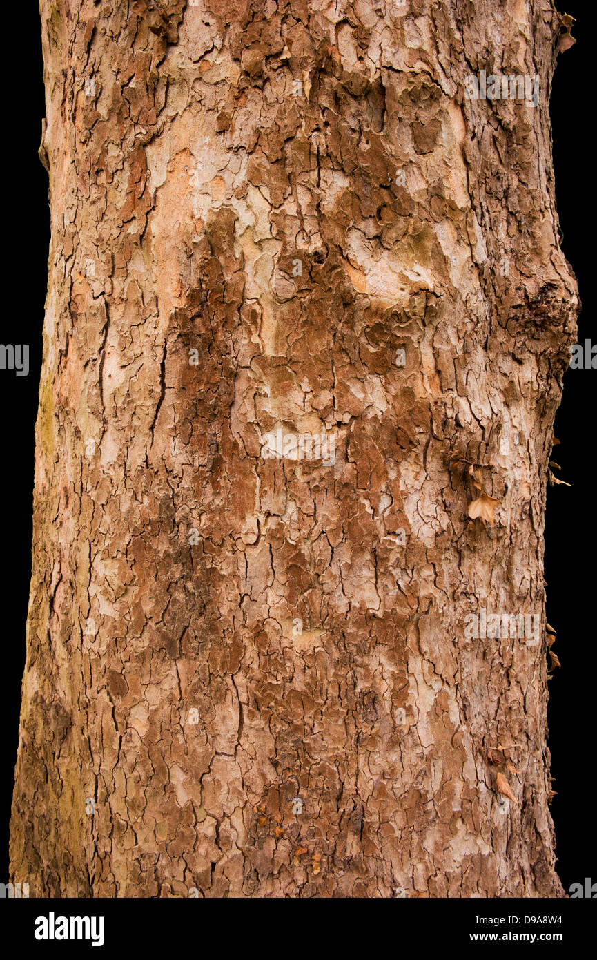Scaly bark hi-res stock photography and images - Alamy