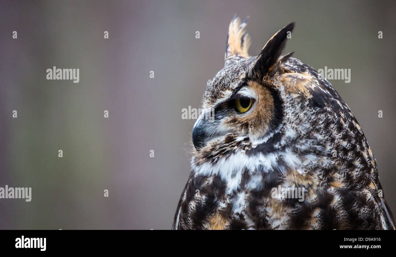 A Great Horned Owl looks into the distance as he searches for his next ...