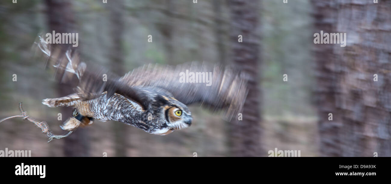 Great horned owl in flight hi-res stock photography and images - Alamy