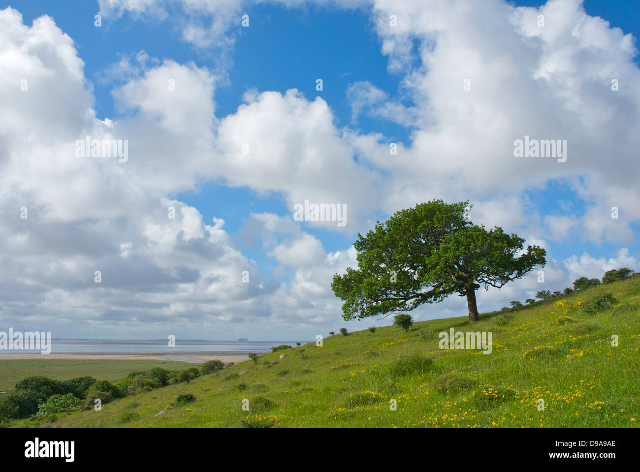 Trees on the limestone outcrop of Humphrey Head, near Grange-over-Sands ...