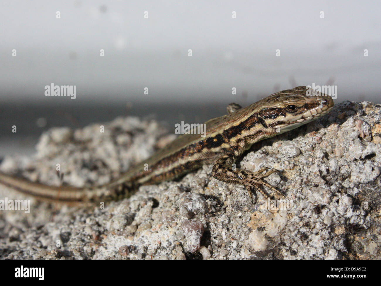 This photograph of a garden Lizard was shot at Gourgé (a small village ...