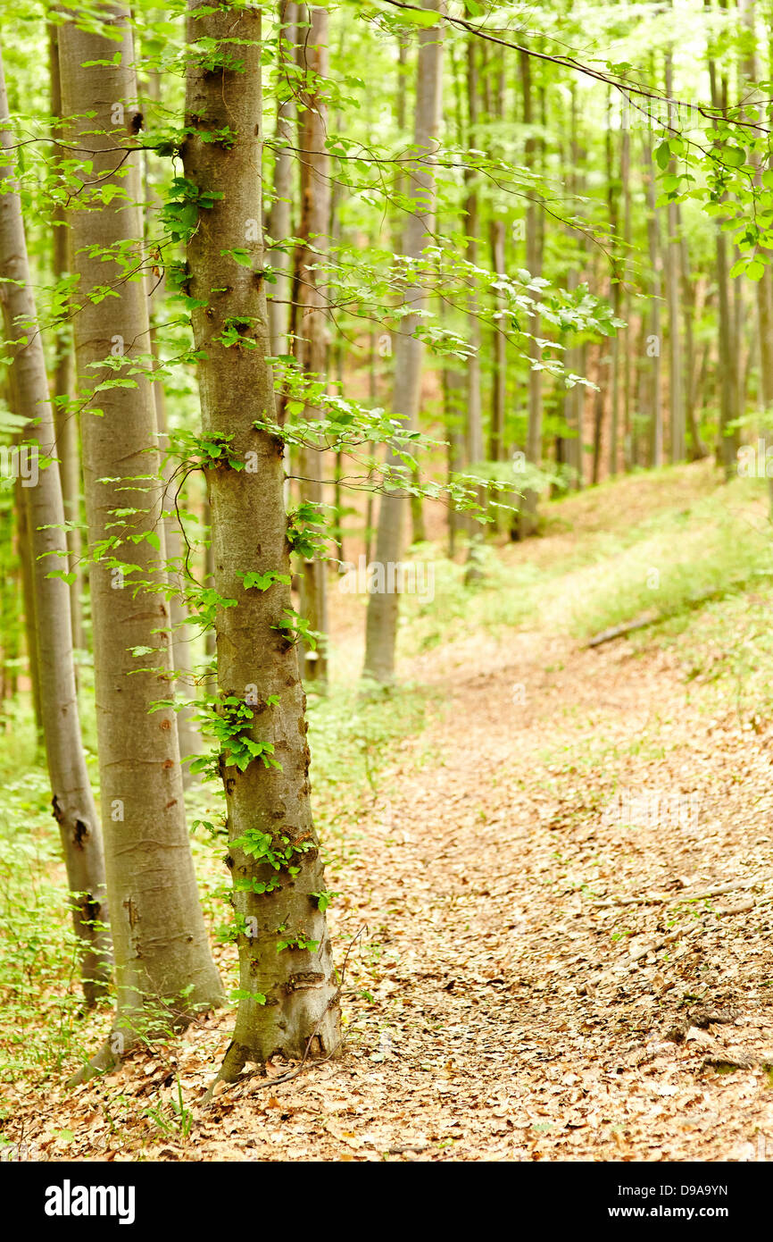 Summer landscape with young beech trees with selective focus Stock ...
