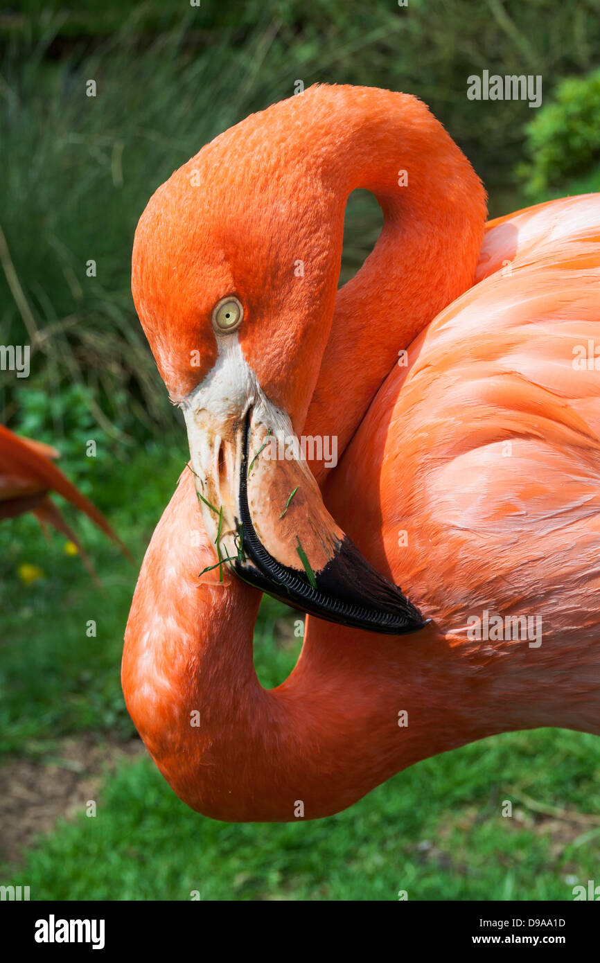 A social flamingo bird took at Coton Manor Gardens Northampton ...